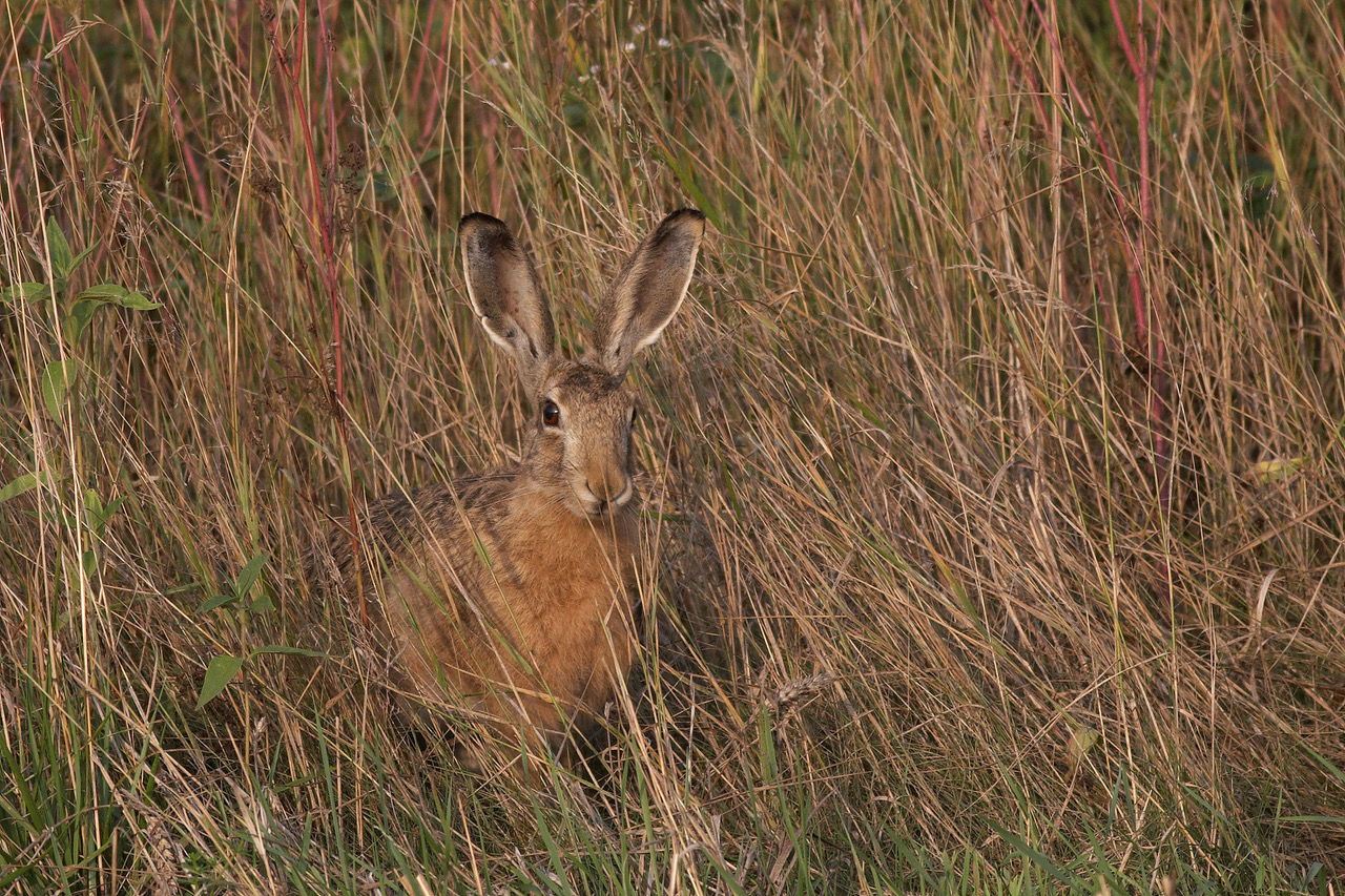 Mammals Archives • Shingle Street Community & Conservation